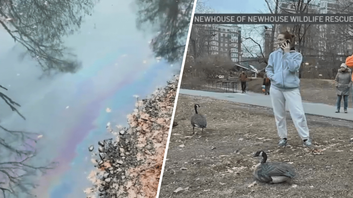 Muddy River oil spill in Boston, wildlife impacted – NBC Boston