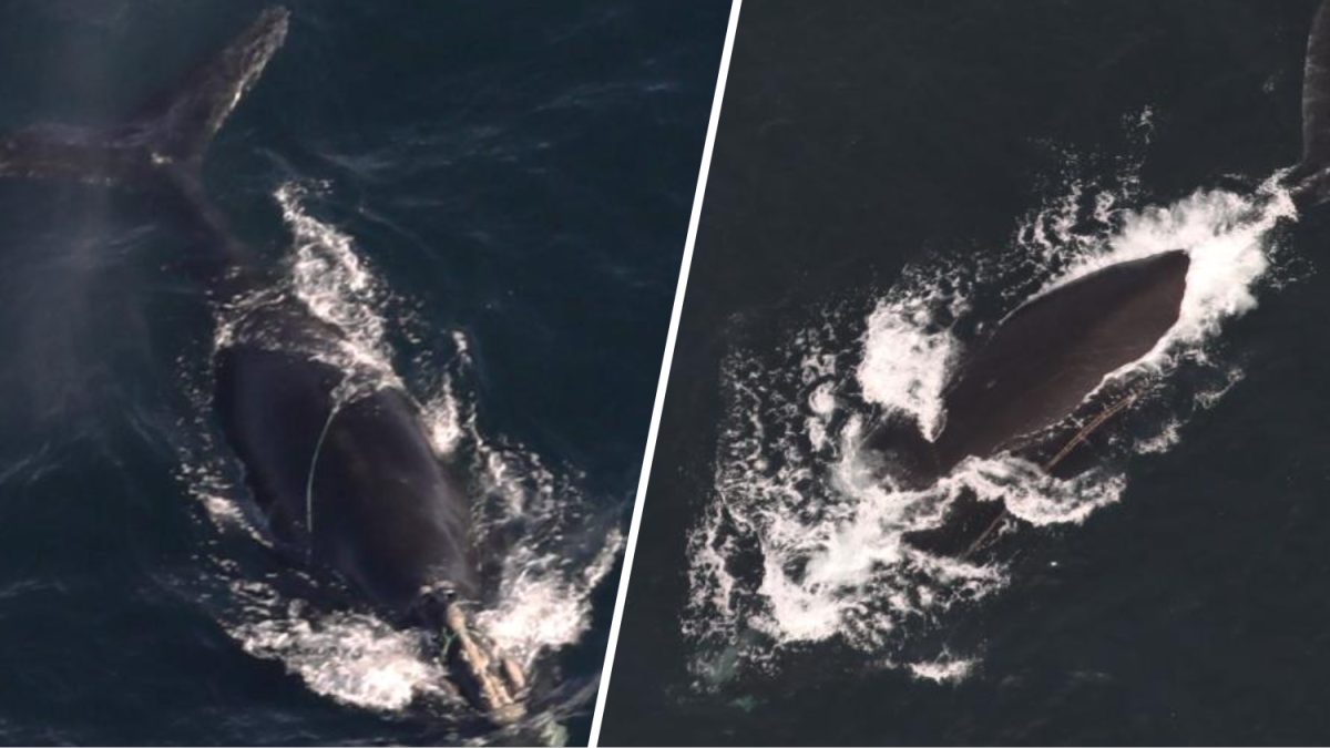 Right whales found entangled off Nantucket, one expected to die – NBC ...