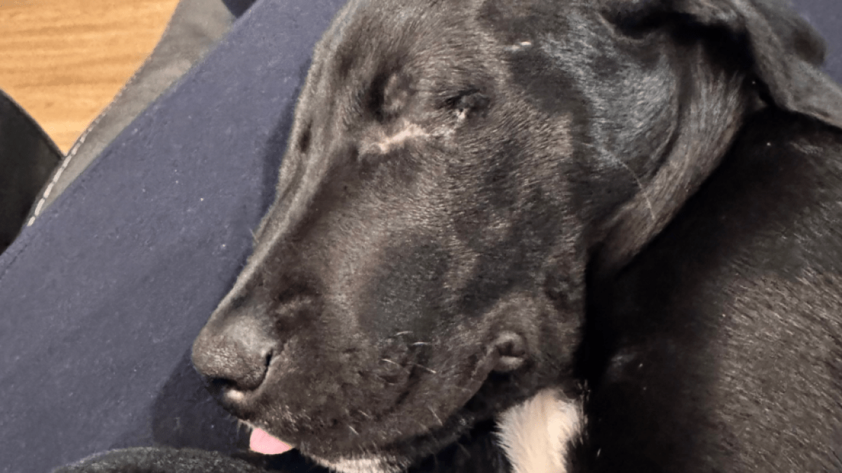 Ribbet, puppy who lost both eyes in dog attack, adopted – NBC Boston