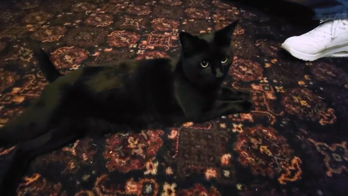 NH family’s missing cat found 8 months later in Michigan – NBC Boston