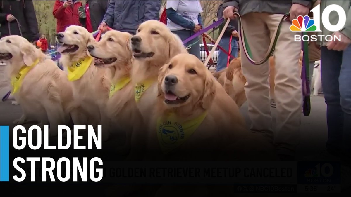 Boston Marathon golden retriever meetup nixed this year – NBC Boston