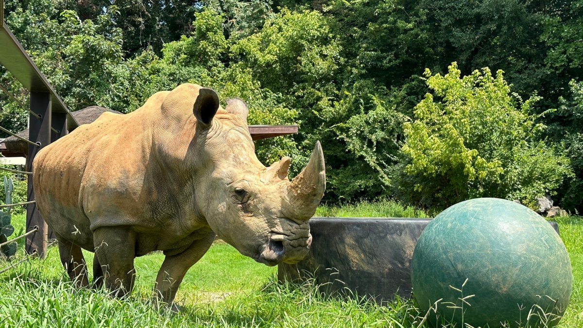 Dolly, the oldest rhino in the US, has died at age 56 – NBC Boston