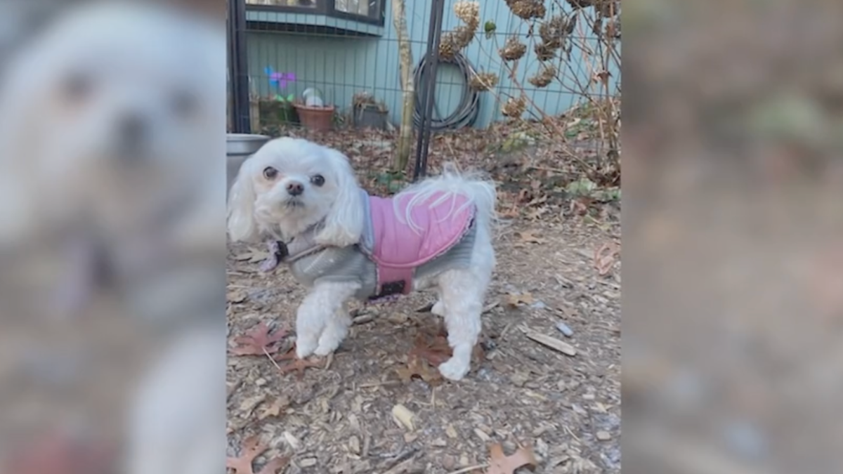 Carlisle MA dog attack leaves pet dead – NBC Boston