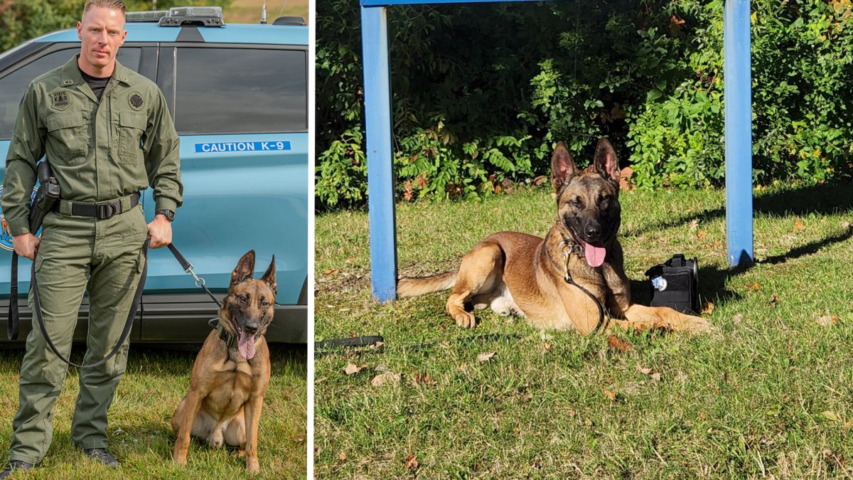 Maine State Police dog dies in line of duty: K-9 Preacher mourned – NBC ...