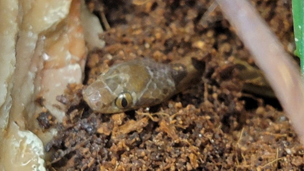 Snake found in bananas at Market Basket in NH – NBC Boston