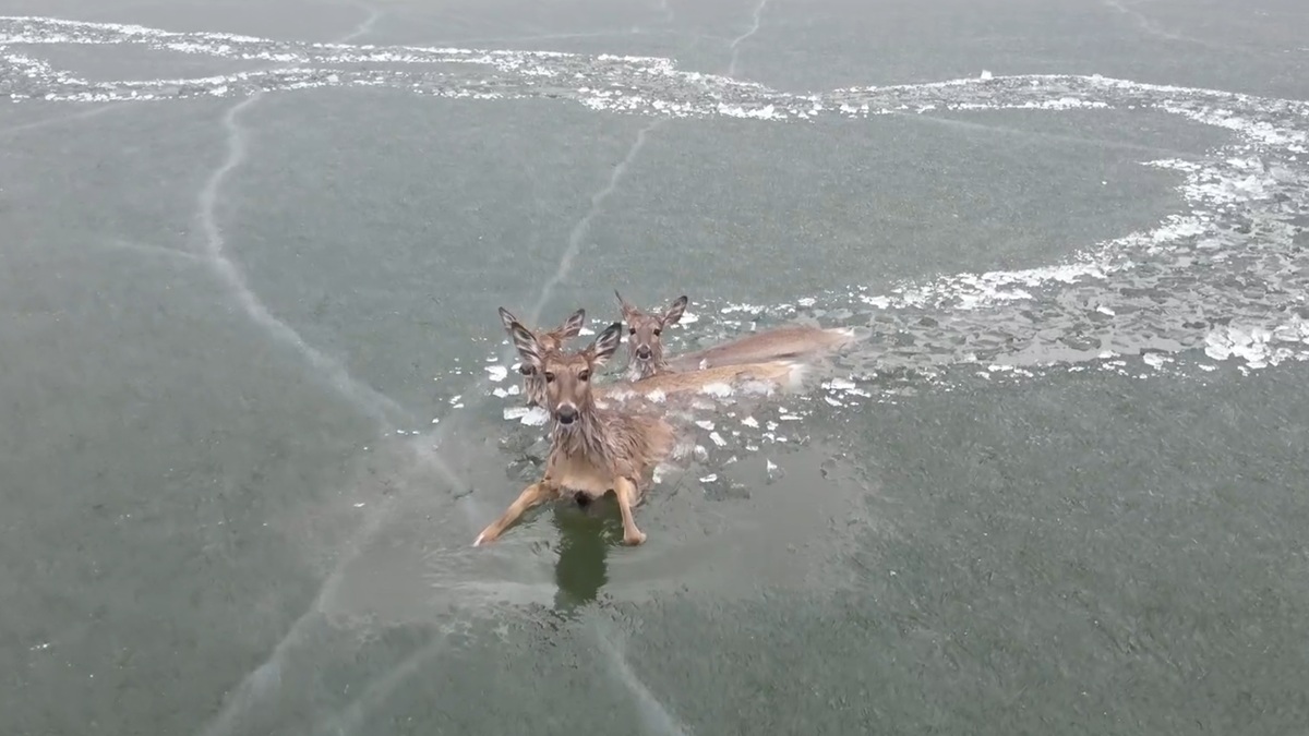 Drone helps save three deer that fell through thin ice at lake – NBC Boston