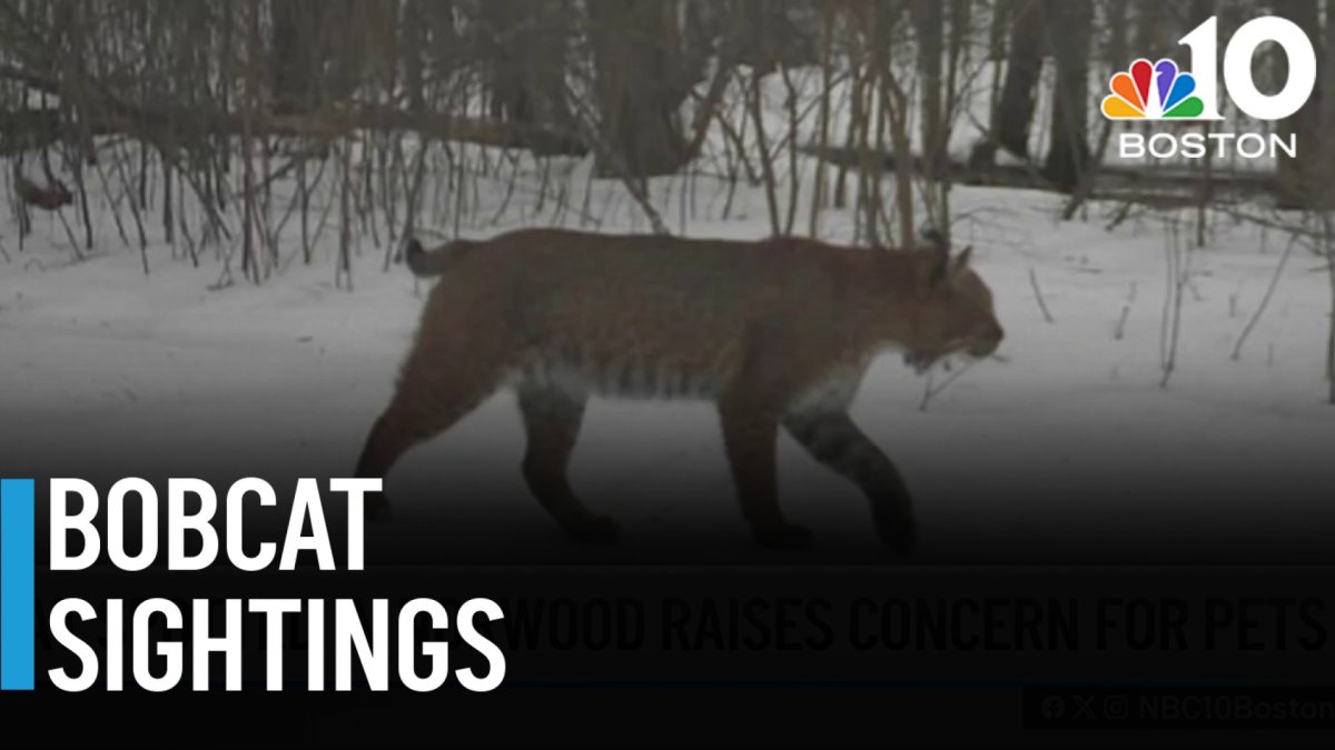 Bobcat spotted in Westwood and Norwood – NBC Boston