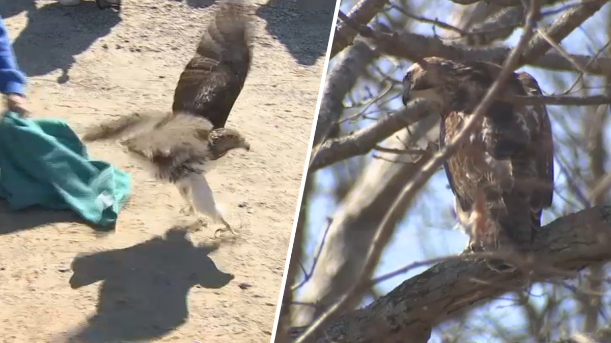 Hawk takes flight after monthslong recovery from ingesting rat poison ...