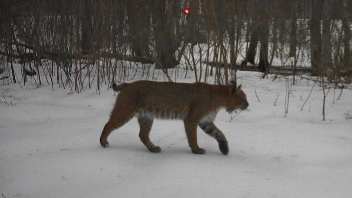 Bobcat spotted in Westwood and Norwood, officials warn – NBC Boston