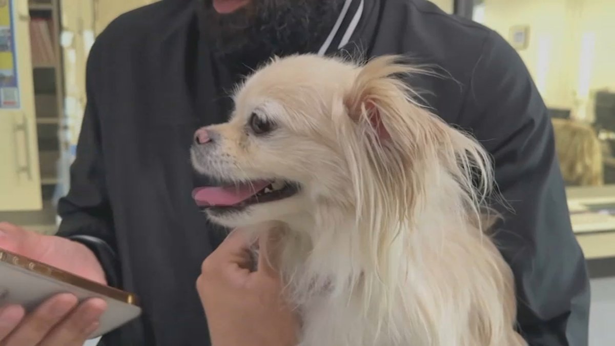 Dog rescued from train tracks by Encore casino was stolen: Everett ...