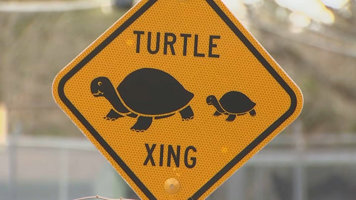 What’s causing so many turtles to be hit on one Sudbury road? – NBC Boston