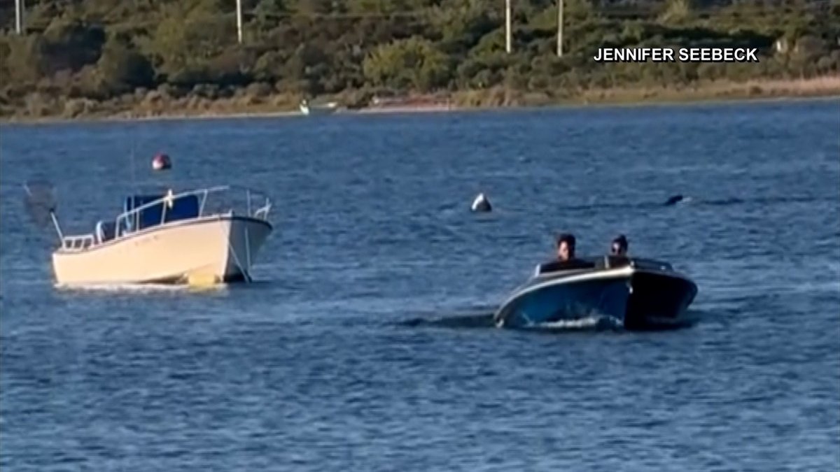 WATCH: 20-foot shark spotted off Block Island in Rhode Island – NBC Boston