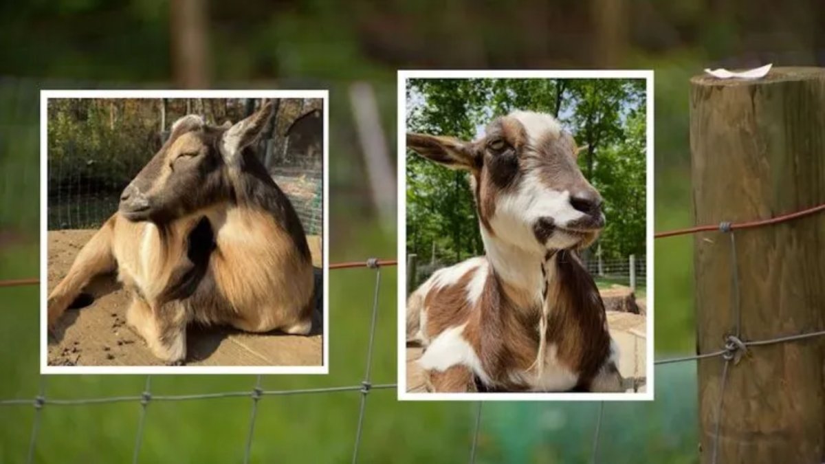 DEEP warns of increasing bear activity after death of family goats in ...