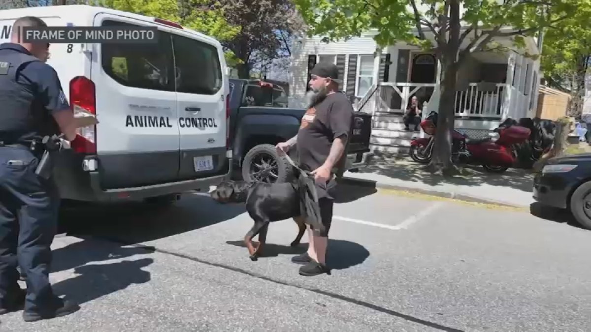 Manchester NH Dog attacks boy on Lake Avenue – NBC Boston