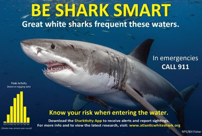 Great white shark spotted in Mass., first sighting of the season – NBC ...