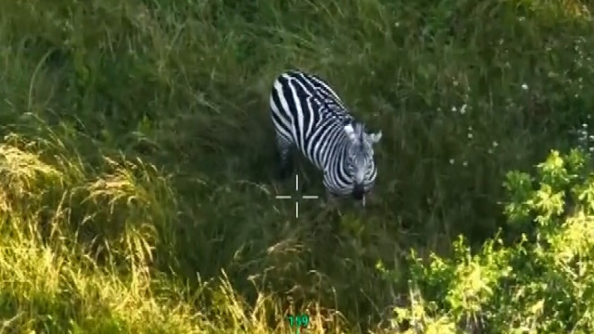 WATCH: Police release drone footage of escaped zebra still on the loose ...