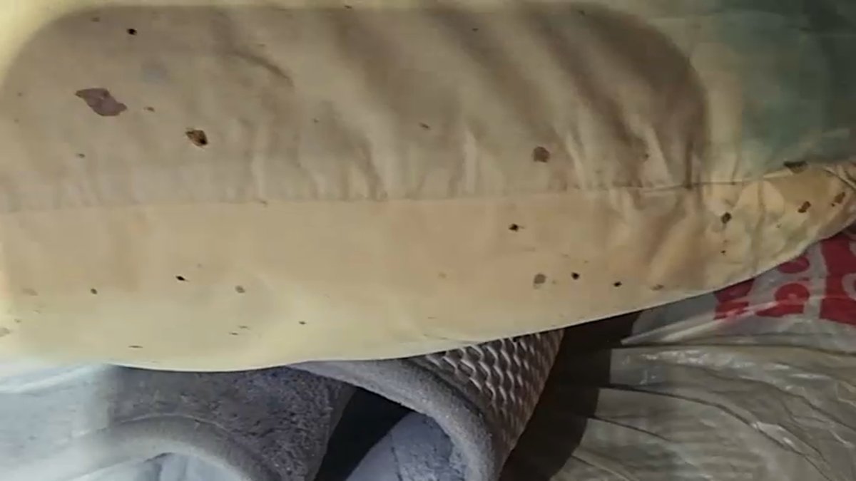Bed bug infestation at Brookline’s Concorde Condominiums spreads – NBC ...