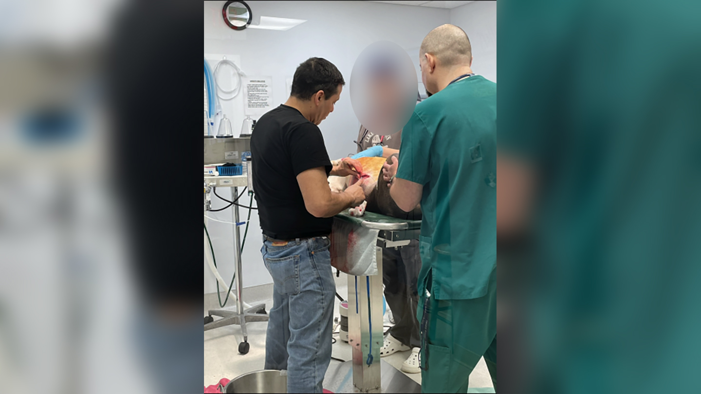 Swansea veterinarian under investigation: What a former employee says ...