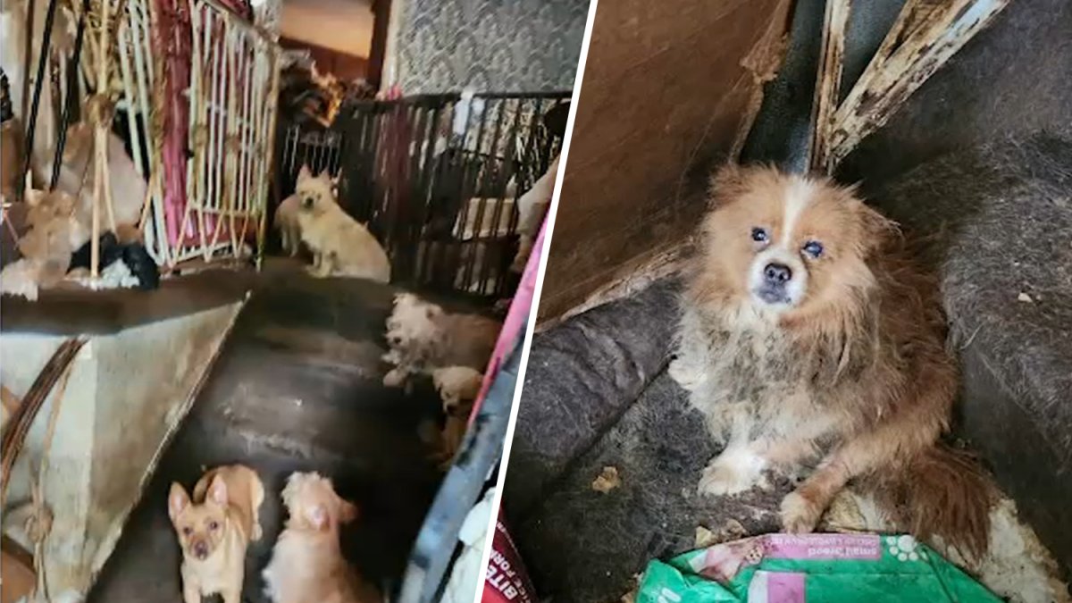 80 dogs found in dead woman’s Brooklyn home – NBC Boston