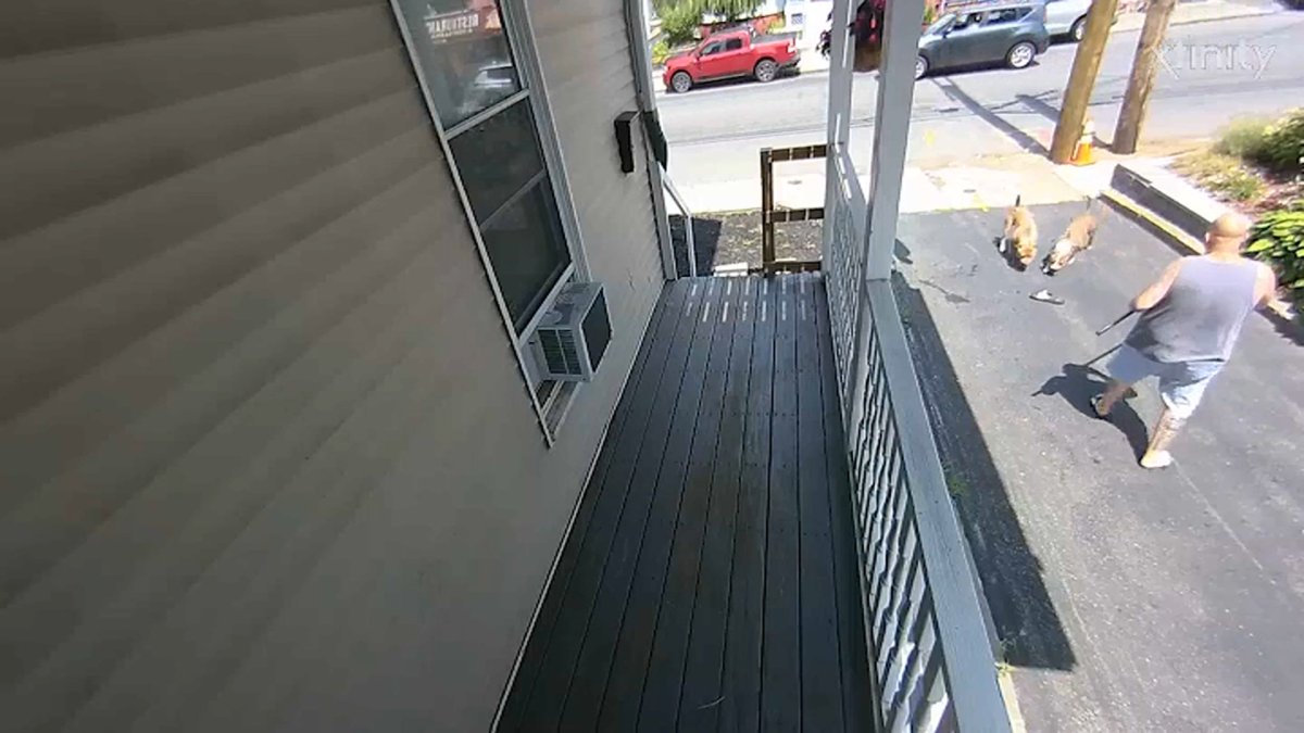 Lynn, Mass. dog attack: Owner cited as dogs remain quarantined – NBC Boston