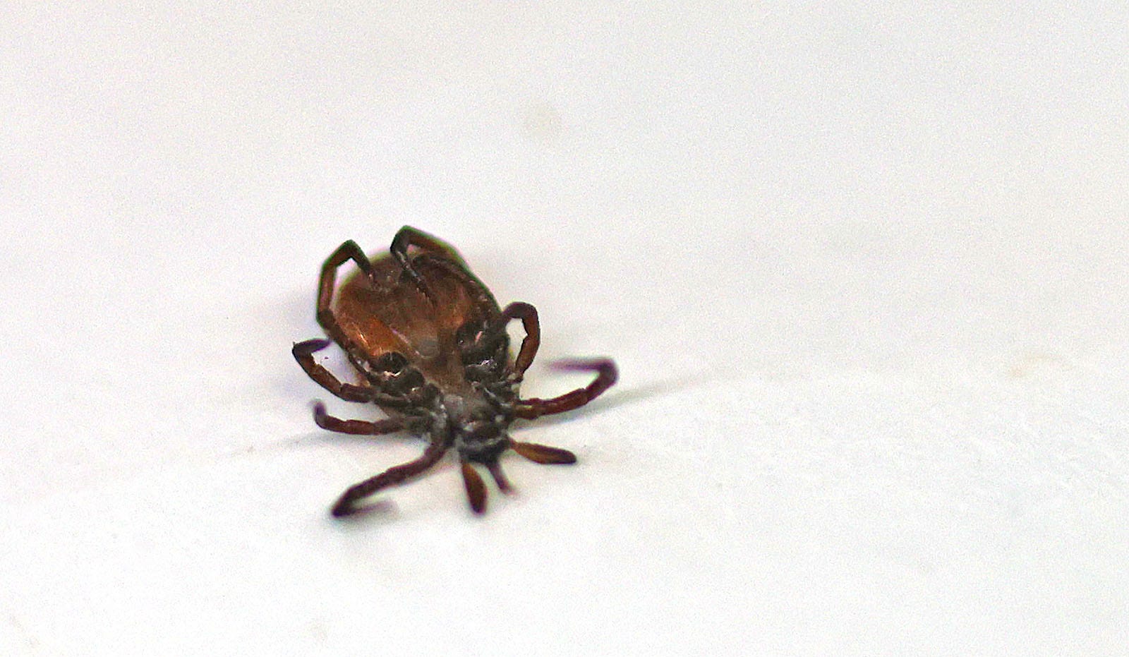 2025 is a ‘hot tick year.’ How to keep safe in Mass., New England – NBC ...
