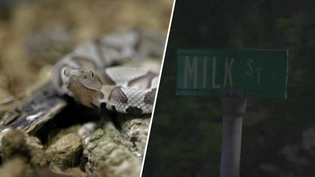 Copperhead snake in Massachusetts, 2 dogs bitten in Attleboro – NBC Boston