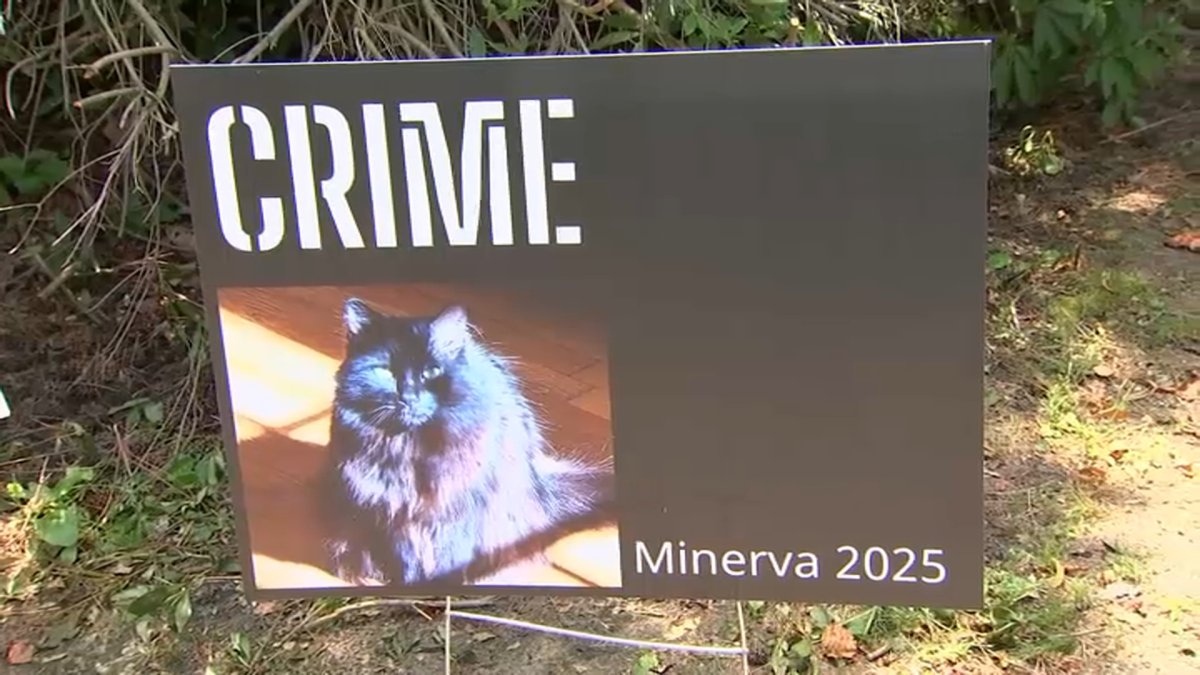 Somerville MA cat mayor elected: Minerva wins race – NBC Boston
