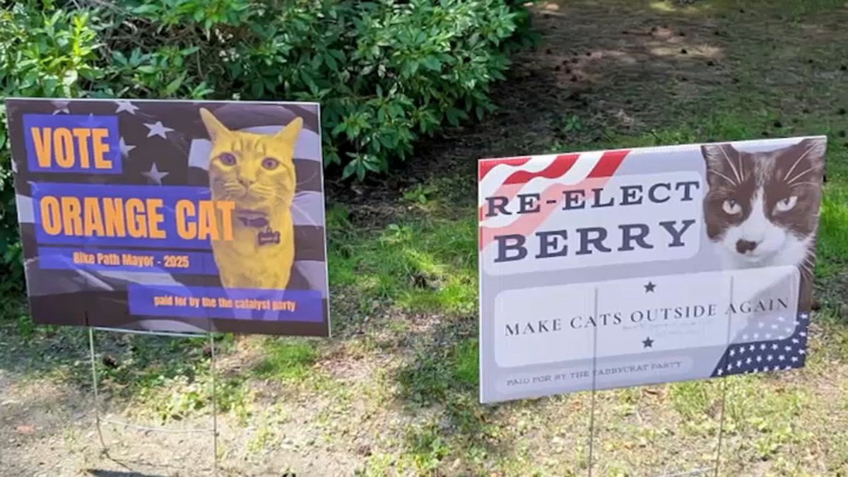 Drama in the cat mayor race of Somerville, Mass. – NBC Boston