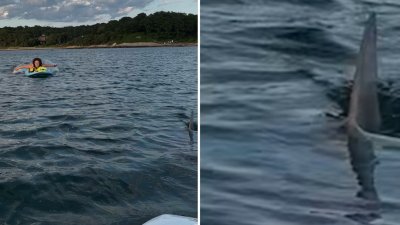 Paddleboarders spot great white shark off Cape Cod on July 4 – NBC Boston