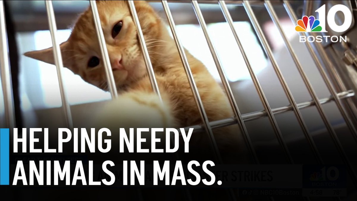 Clear the Shelters: How MSPCA helps animals after disaster strikes ...