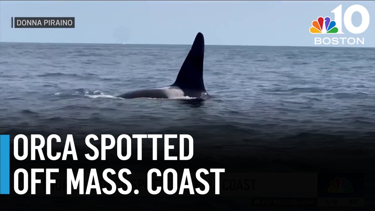 ‘Old Thom’ the orca spotted off coast of Mass. – NBC Boston