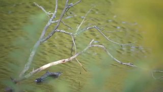 Harmful algae bloom in Fenway’s Muddy River – NBC Boston