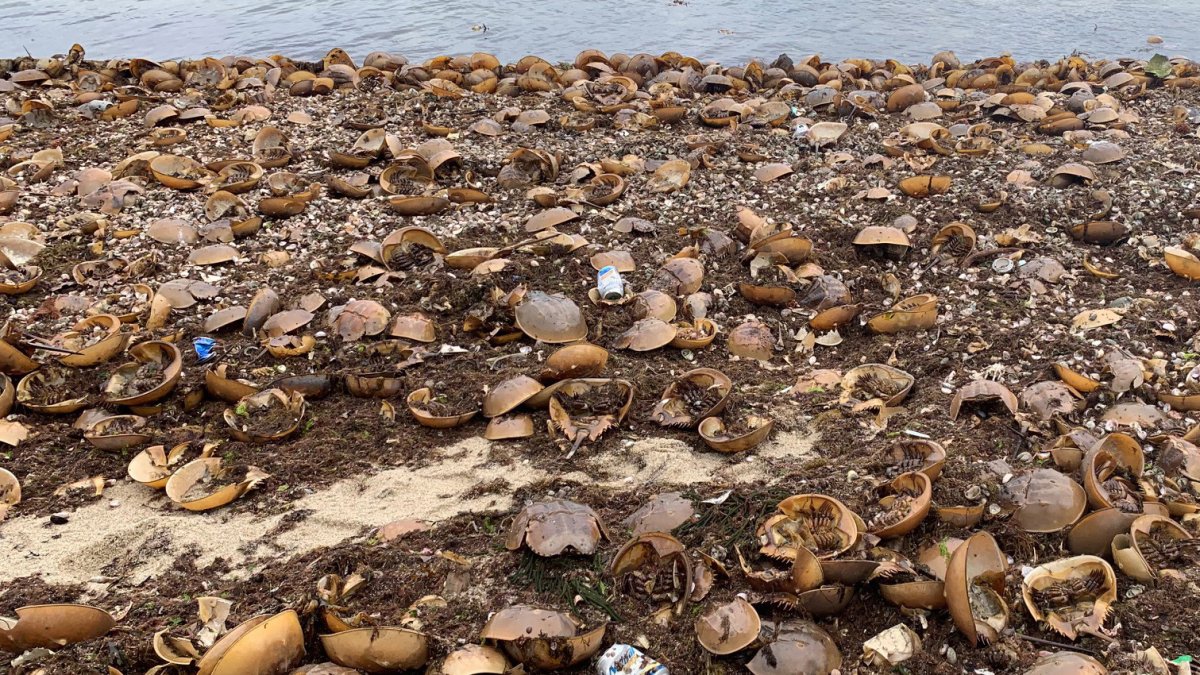 It’s horseshoe crab molting season in Massachusetts – NBC Boston