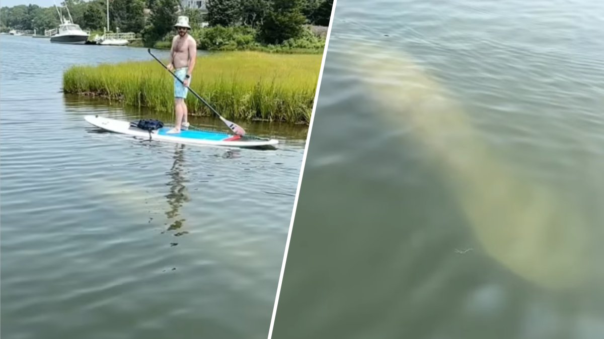 Video: Mashpee Manatee in Cape Cod water — why is it here? – NBC Boston