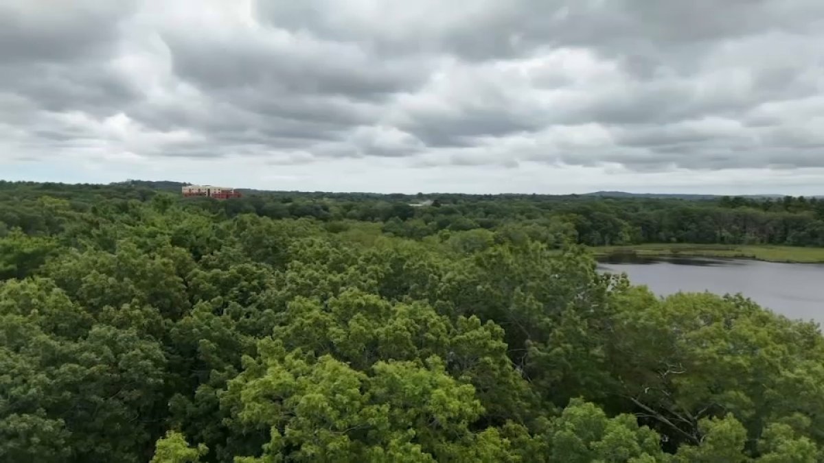 New England fall foliage season is soon but trees are stressed – NBC Boston