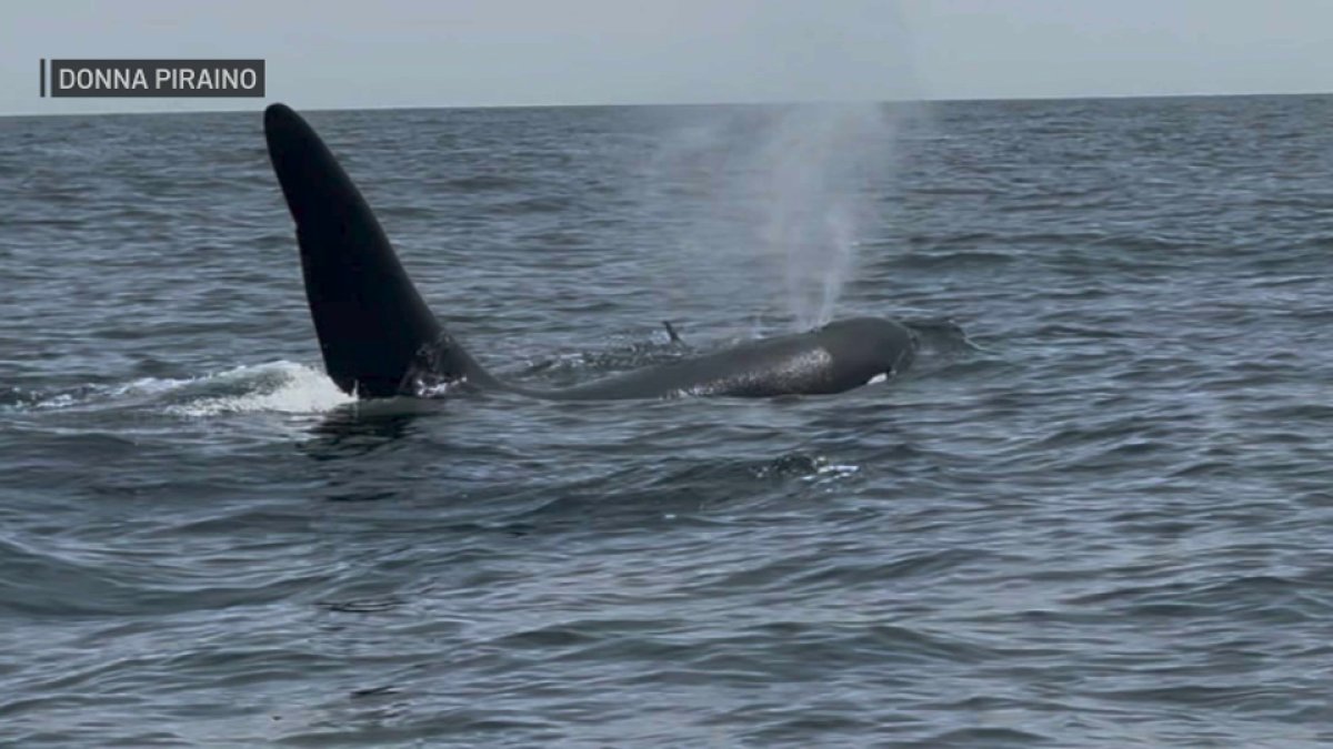 VIDEO: Orca named Old Thom swims with dolphins off Mass. – NBC Boston