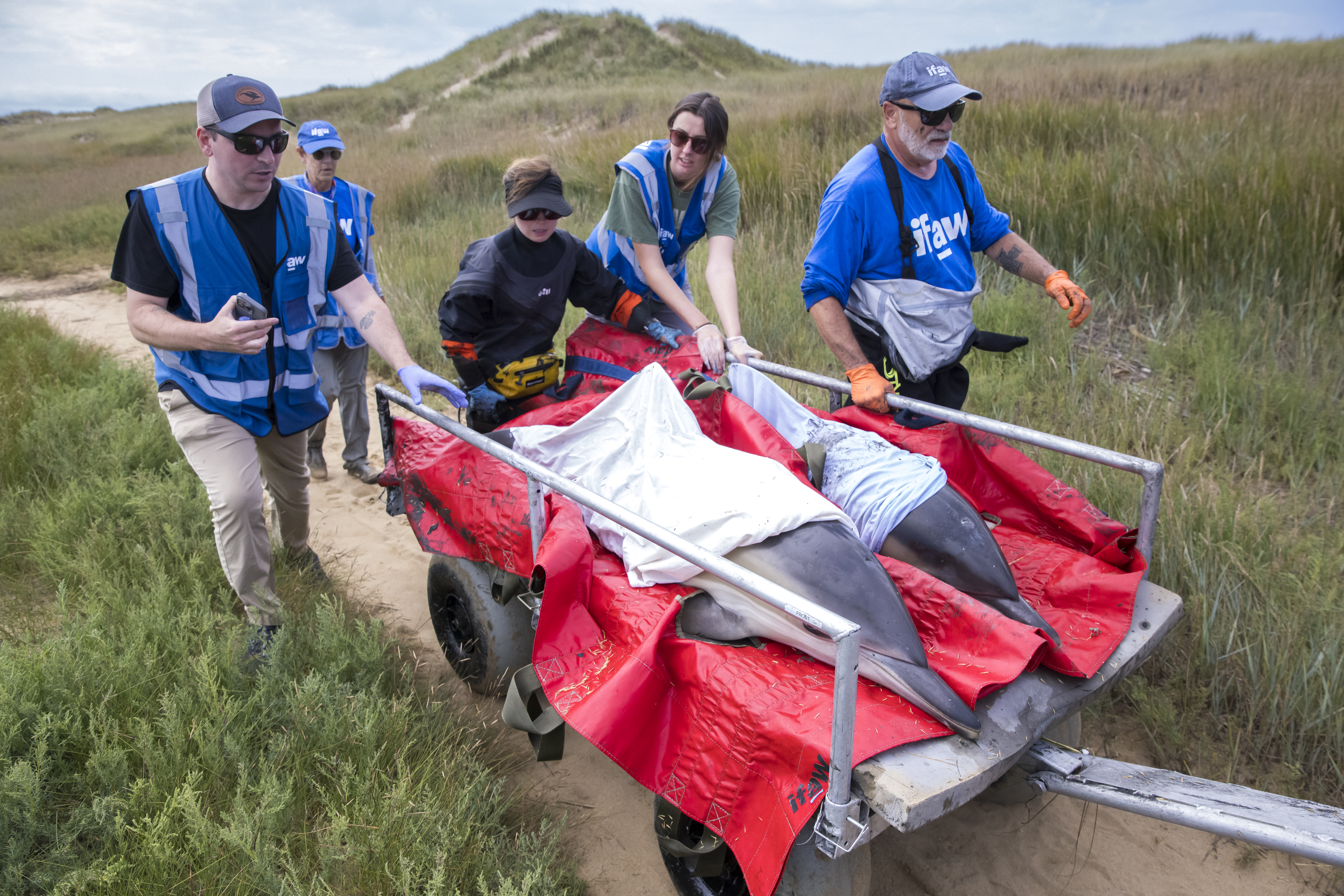 Dolphins stranded off Cape Cod rescued – NBC Boston