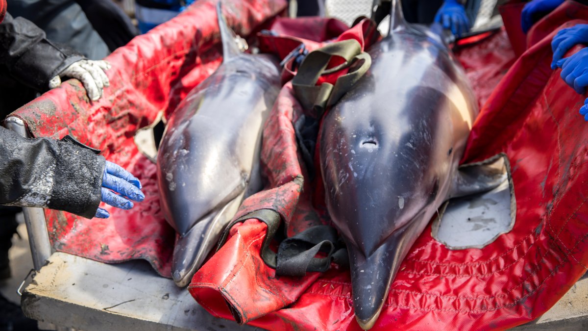 Dolphins stranded off Cape Cod rescued – NBC Boston