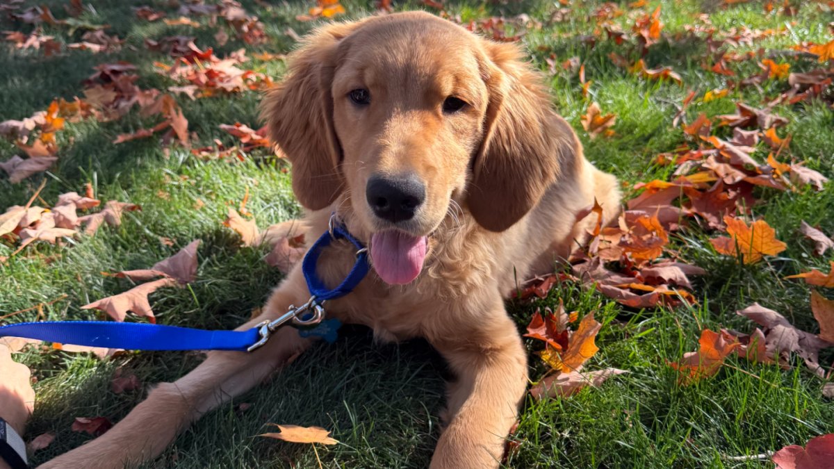 Three Golden Retriever puppies abandoned in Boston, sick with deadly ...
