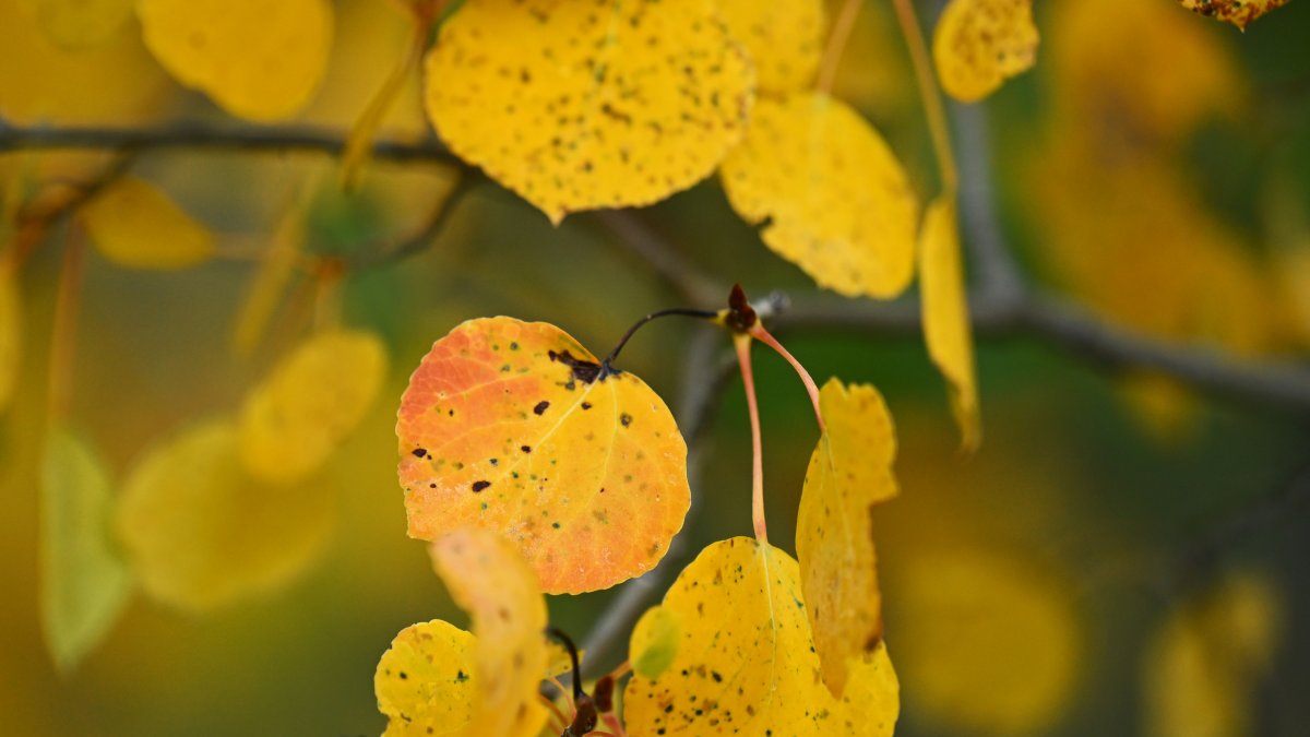 When does fall start? All about the 2025 autumnal equinox – NBC Boston