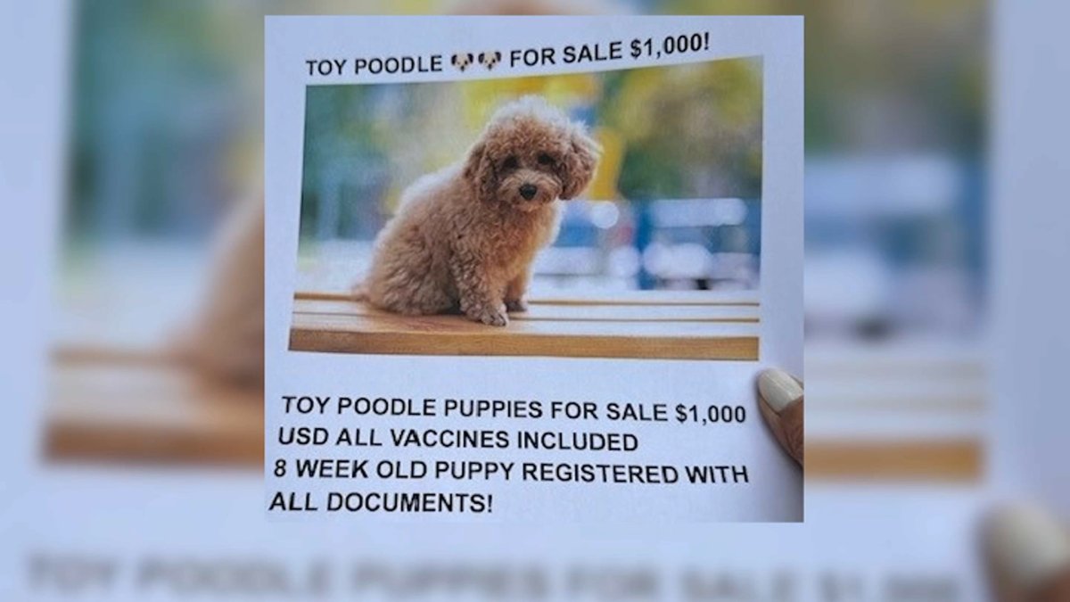 Cambridge police warn of toy poodle sale scam – NBC Boston