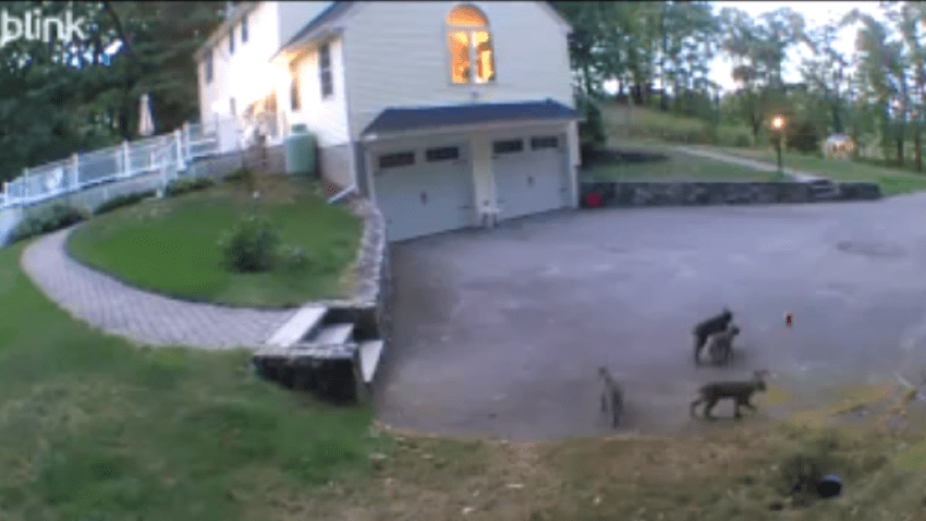Video shows bobcats in driveway of Groveland, Mass. home – NBC Boston