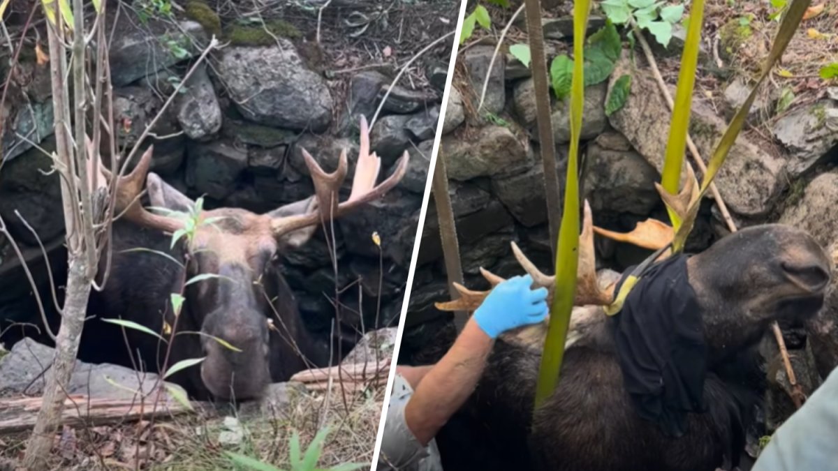 Moose rescued from well in Maine – NBC Boston