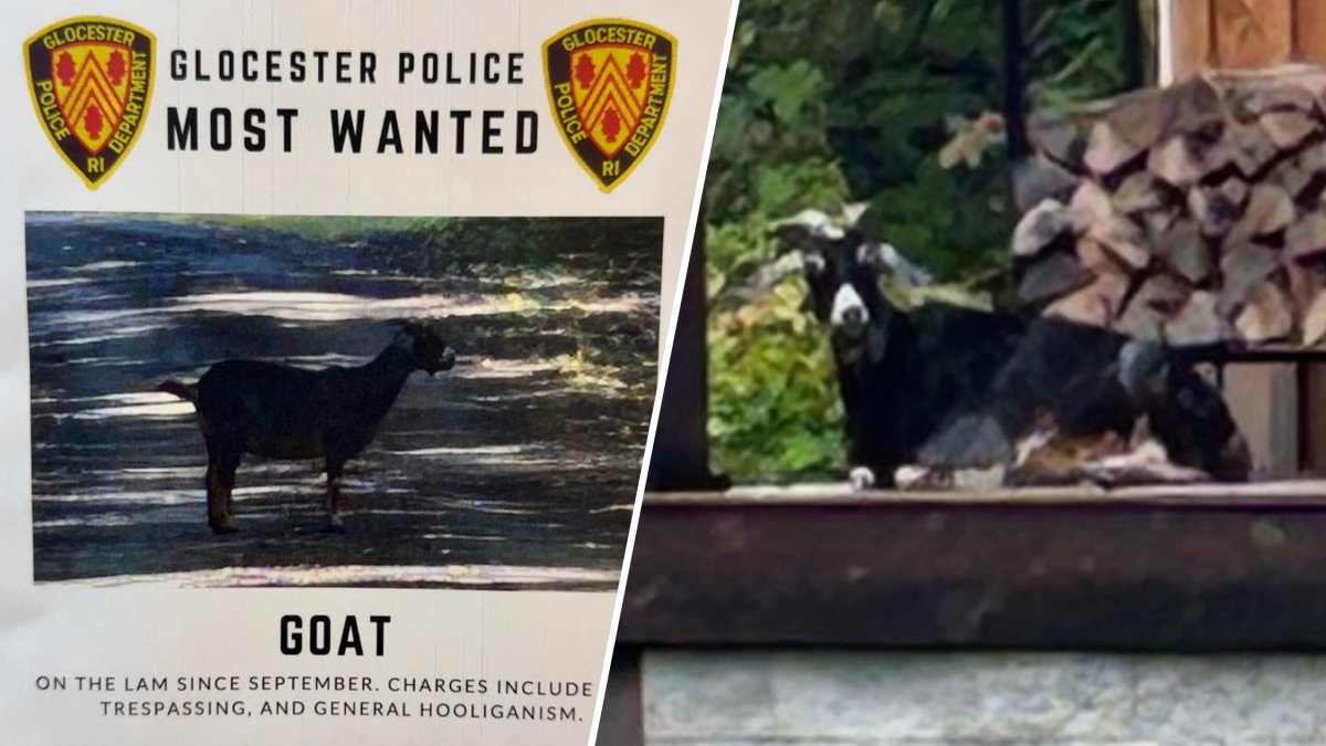 Glocester, Rhode Island, goat continues to evade capture – NBC Boston