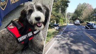 Wilmington, MA police therapy dog Zena dies in Tewksbury crash – NBC Boston
