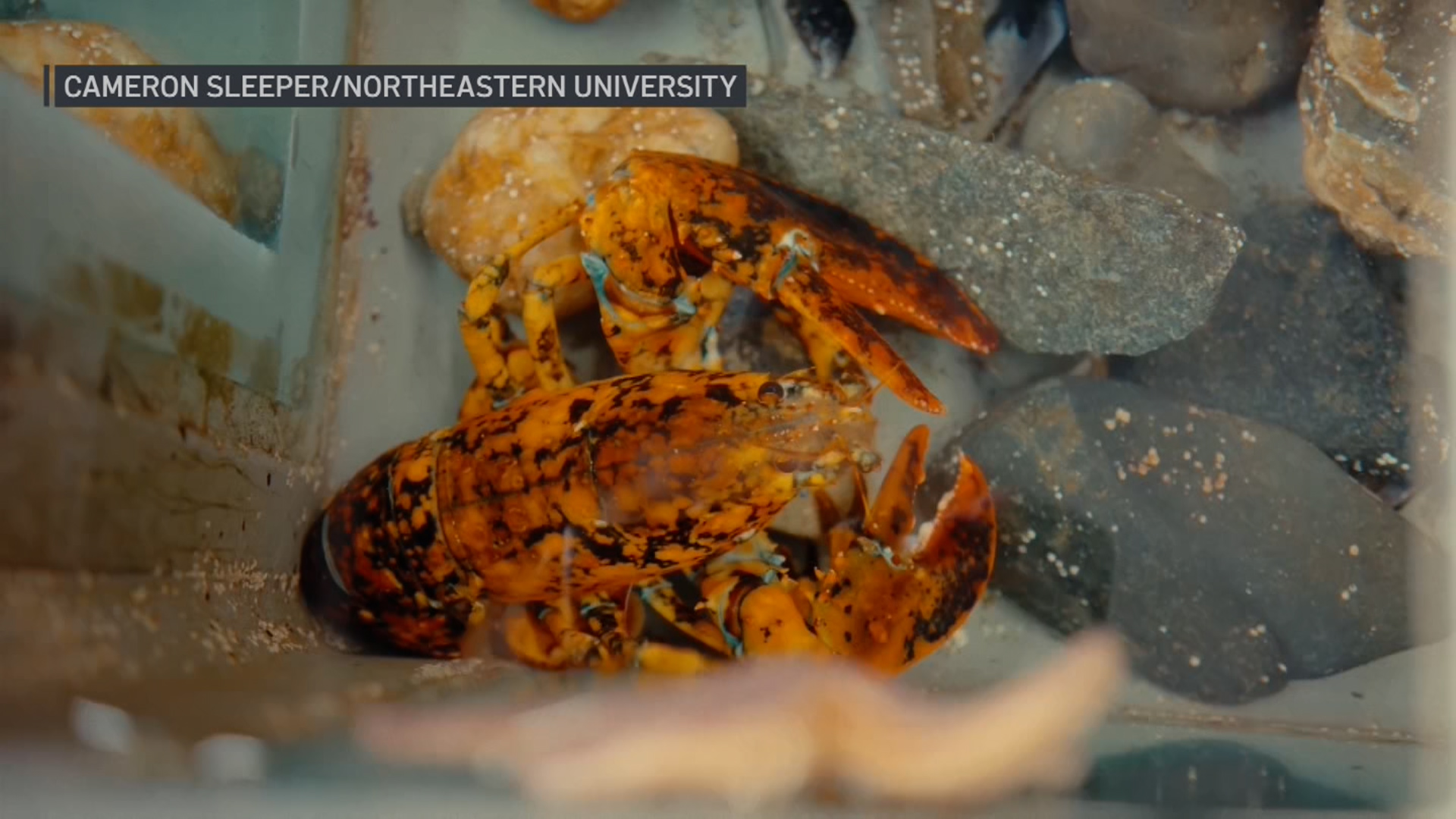 Rare lobster caught off the coast of Gloucester is 1 in 30 million ...