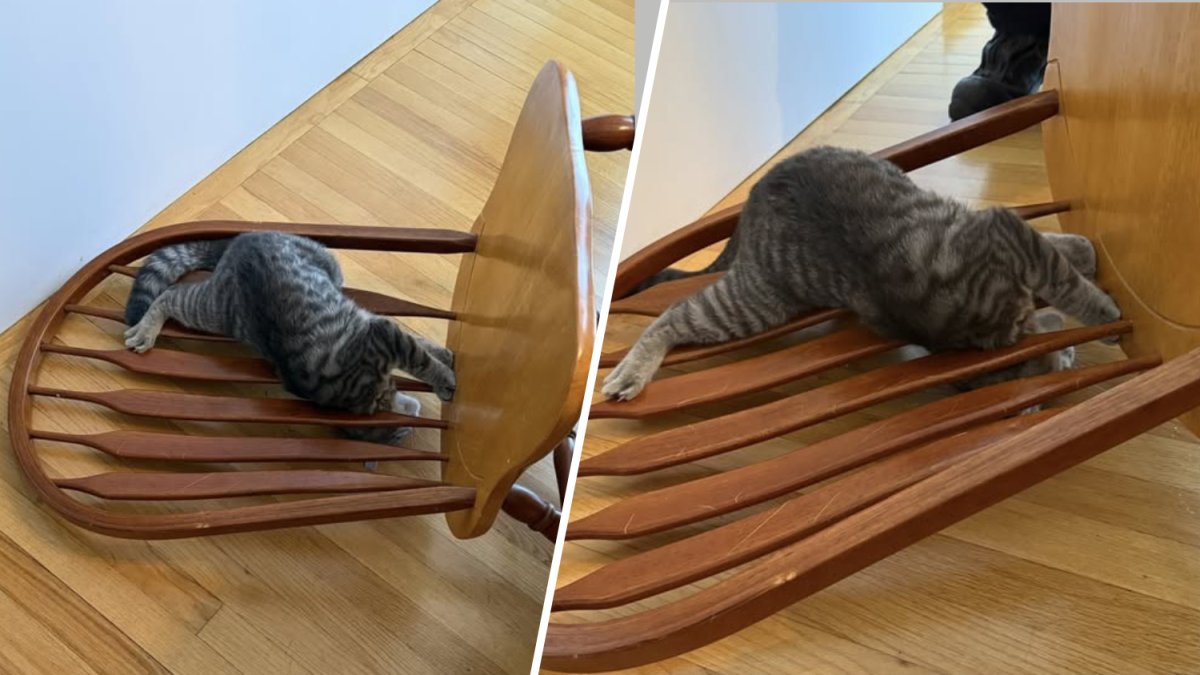 Fire crew met with ‘cat-astrophic’ surprise in Connecticut – NBC Boston