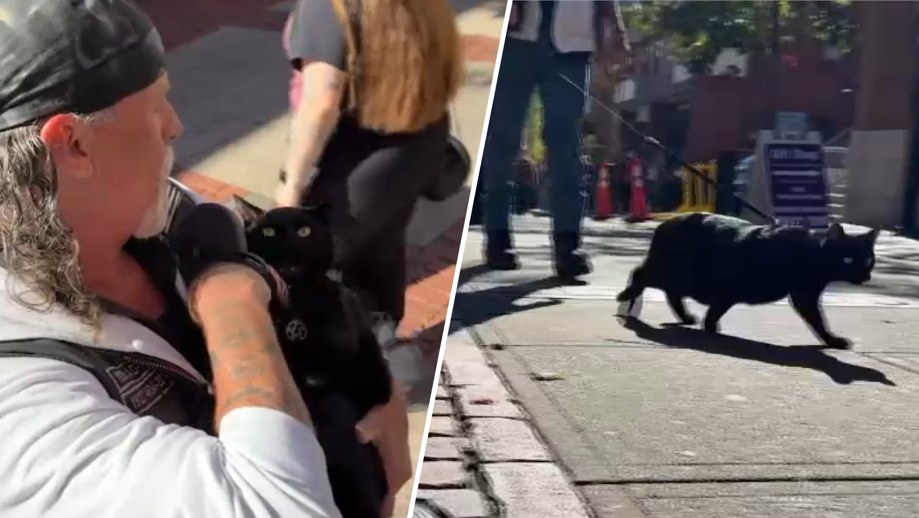 Lucipurr the cat, unofficial mascot of spooky season in Salem, MA – NBC ...