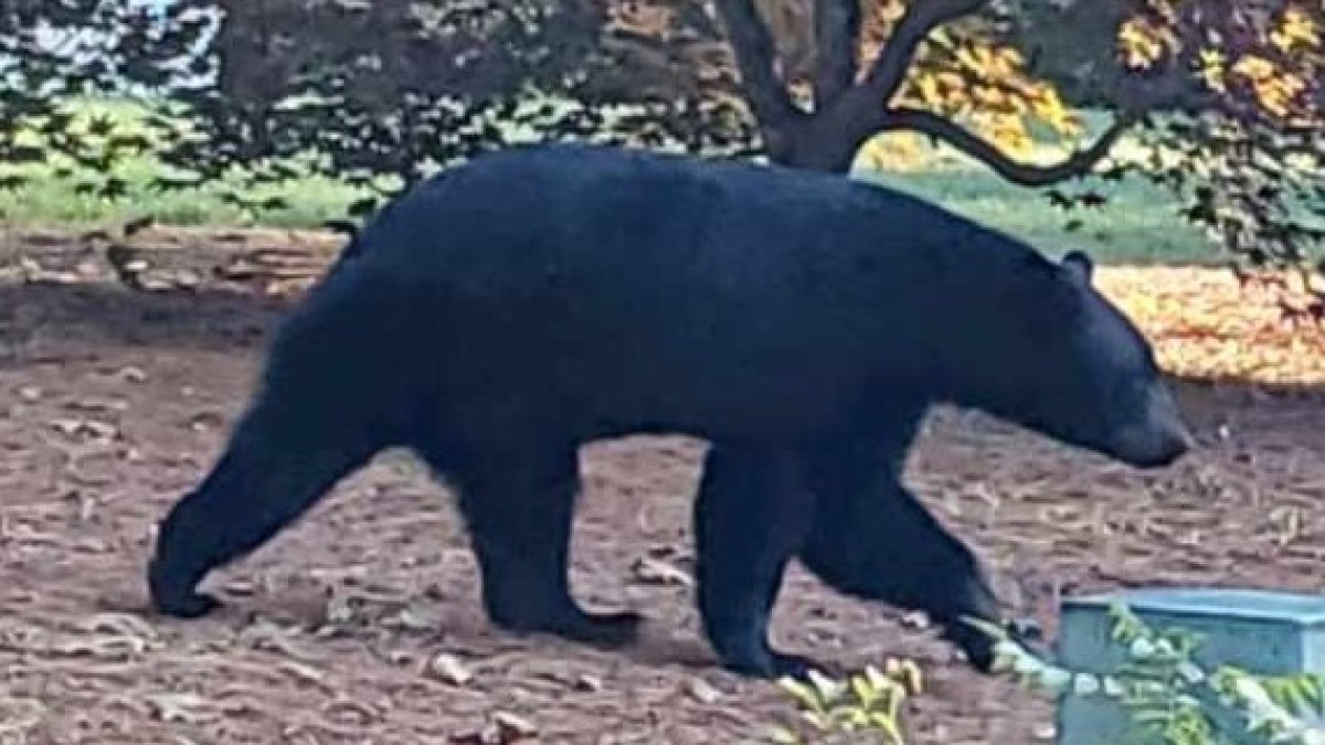 Police bear warning in Townsend, MA after report of goat killing – NBC ...