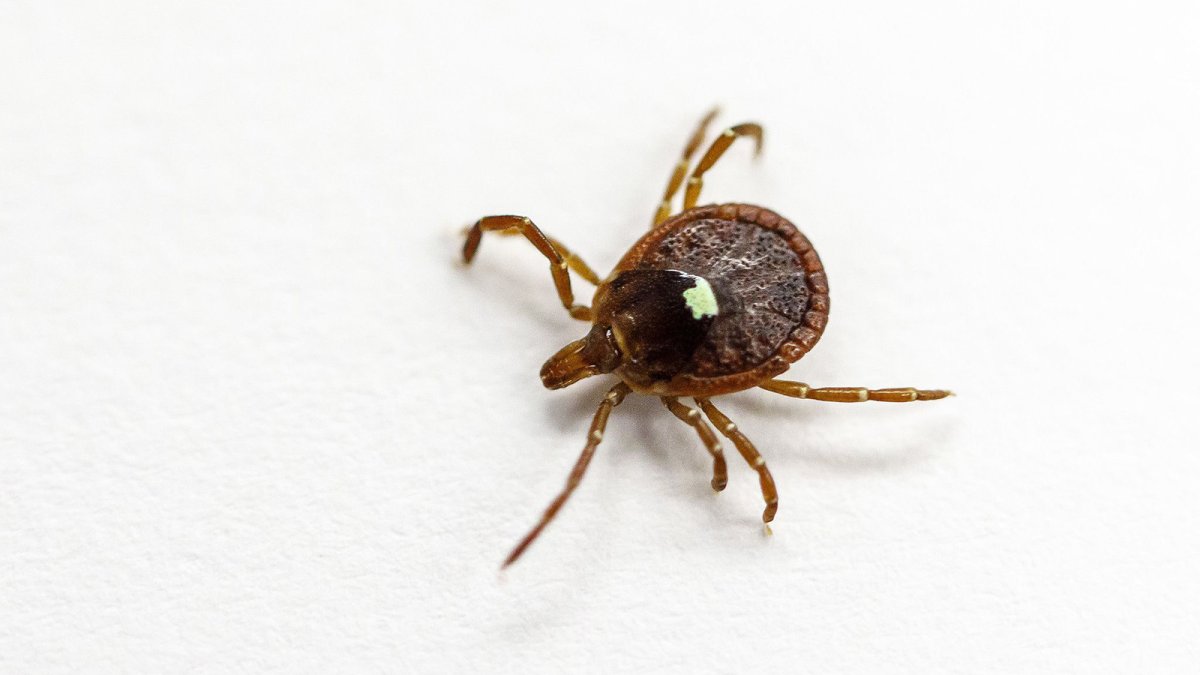 First death reported from meat allergy caused by tick bite – NBC Boston